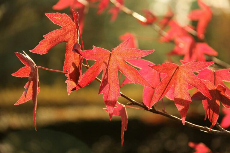 Weddings Gallery | West Lodge Park Hotel